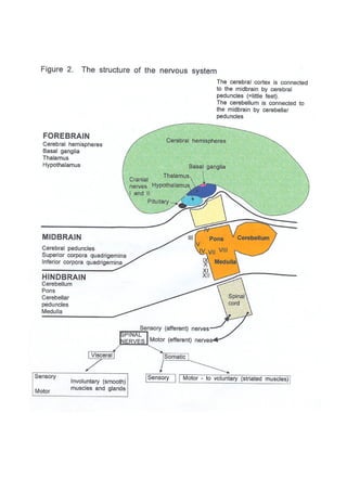 Nervous system summary | PDF