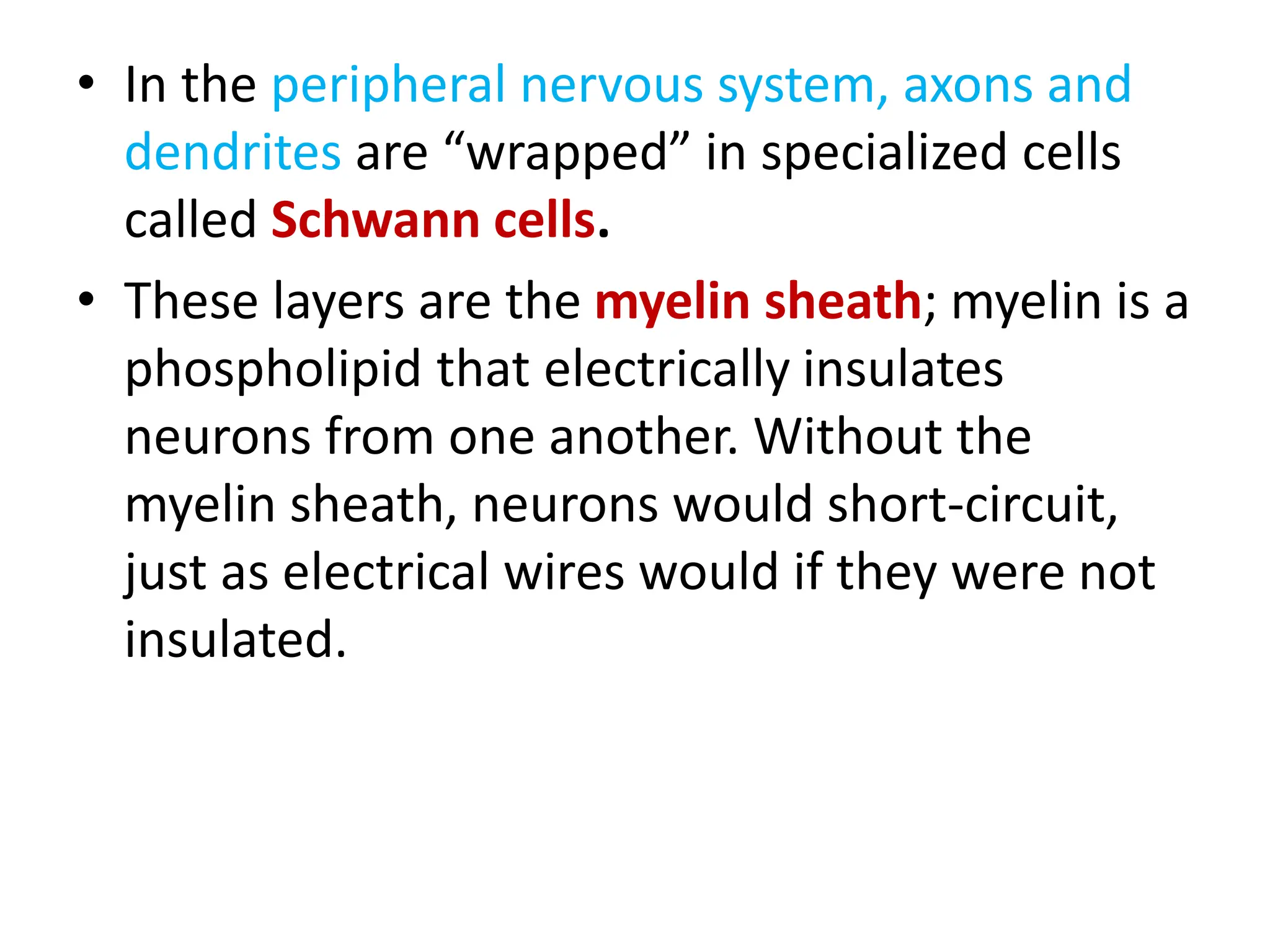 nervous-system gollis.pptx