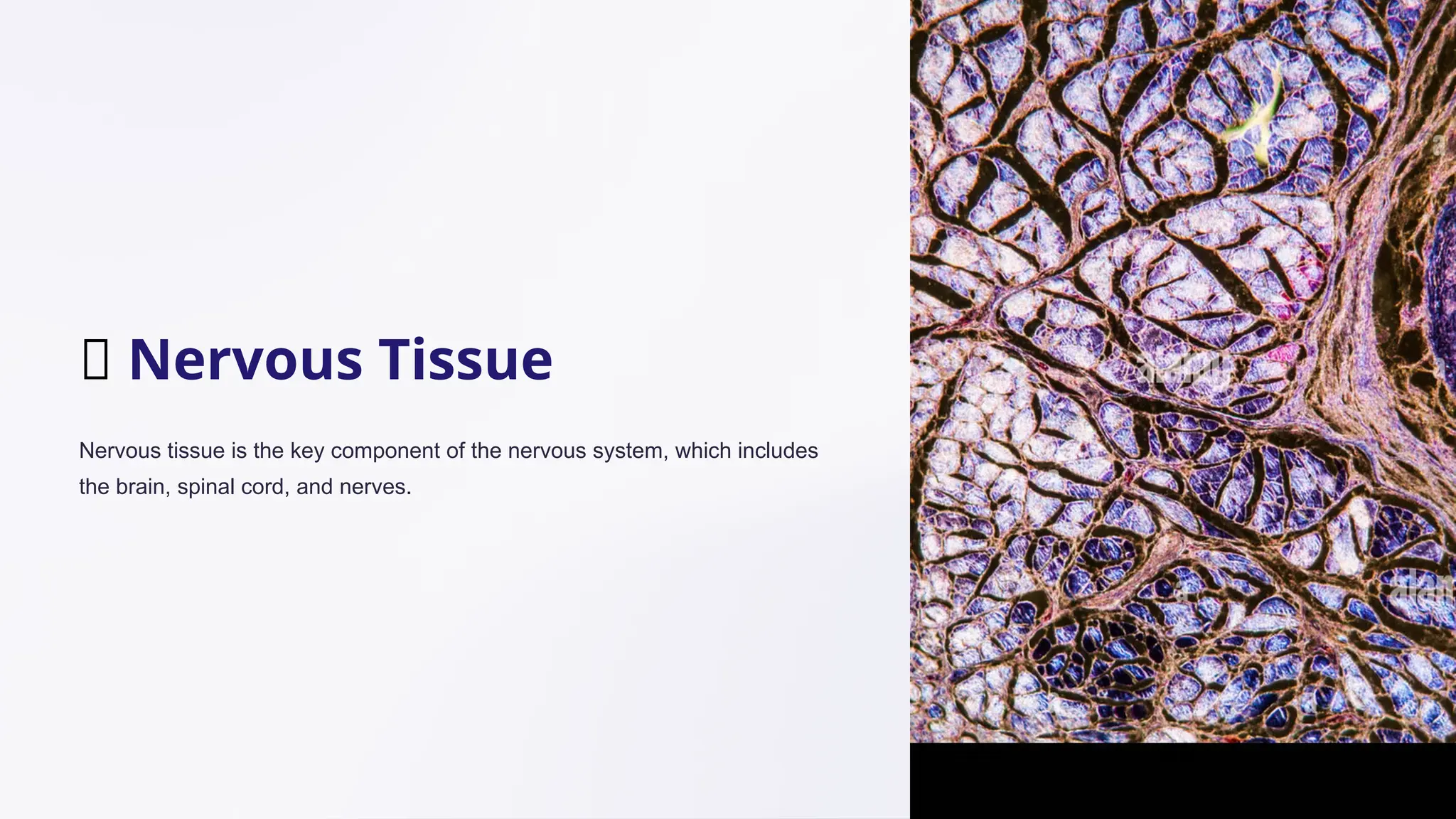 Nervous-TissueNCERTClass9BiologyScience.pptx