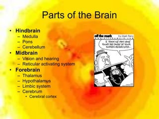 The Nervous and Human Brain powerpoint presentation | PPT