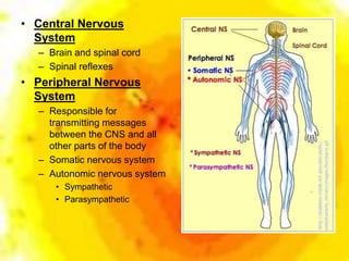 The Nervous and Human Brain powerpoint presentation | PPT