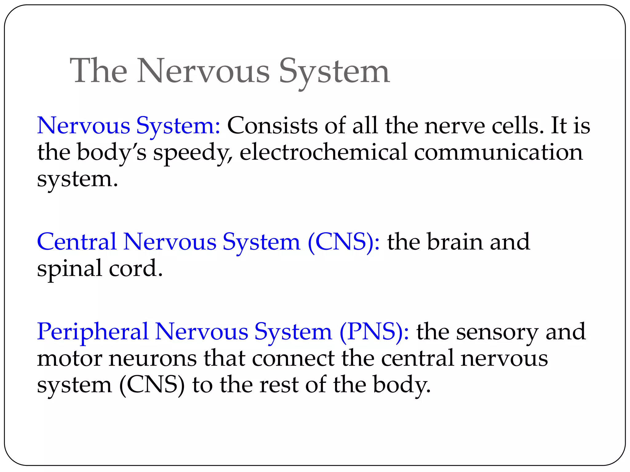 Nervous and endocrine system | PPT