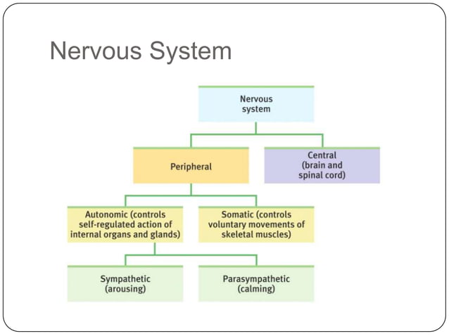 Nervous and endocrine system | PPT