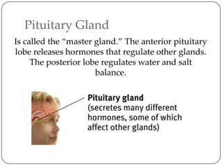 Nervous and endocrine system | PPT