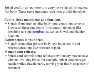 Nervous and Endocrine System of Fishes.pdf