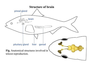 Nervous and Endocrine System of Fishes.pdf