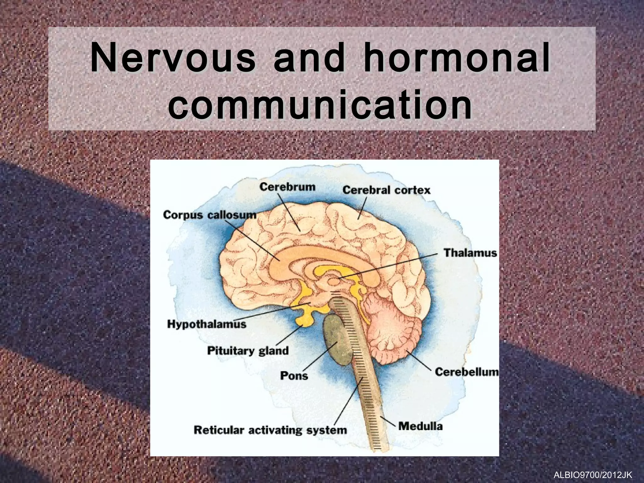 02 Nervous and Hormonal Communication | PPT