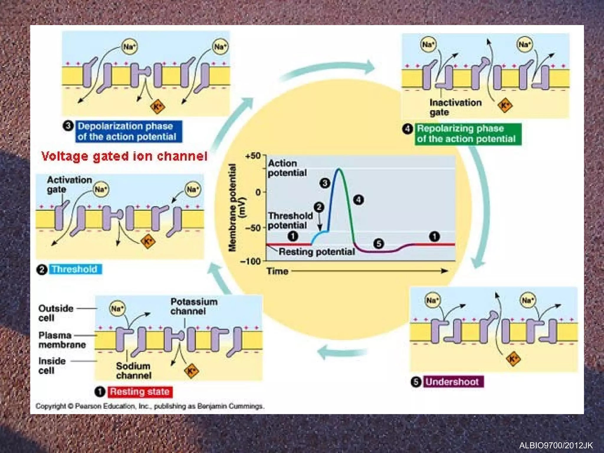02 Nervous and Hormonal Communication | PPT