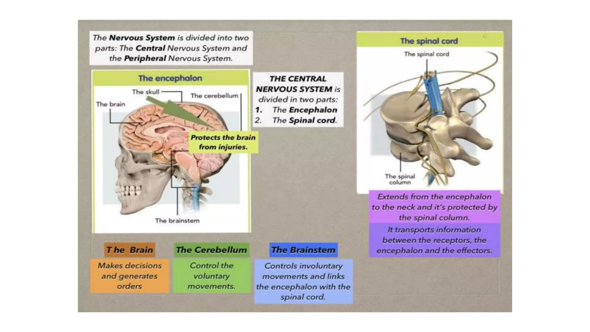 Nervous and locomotor systems | PPTX