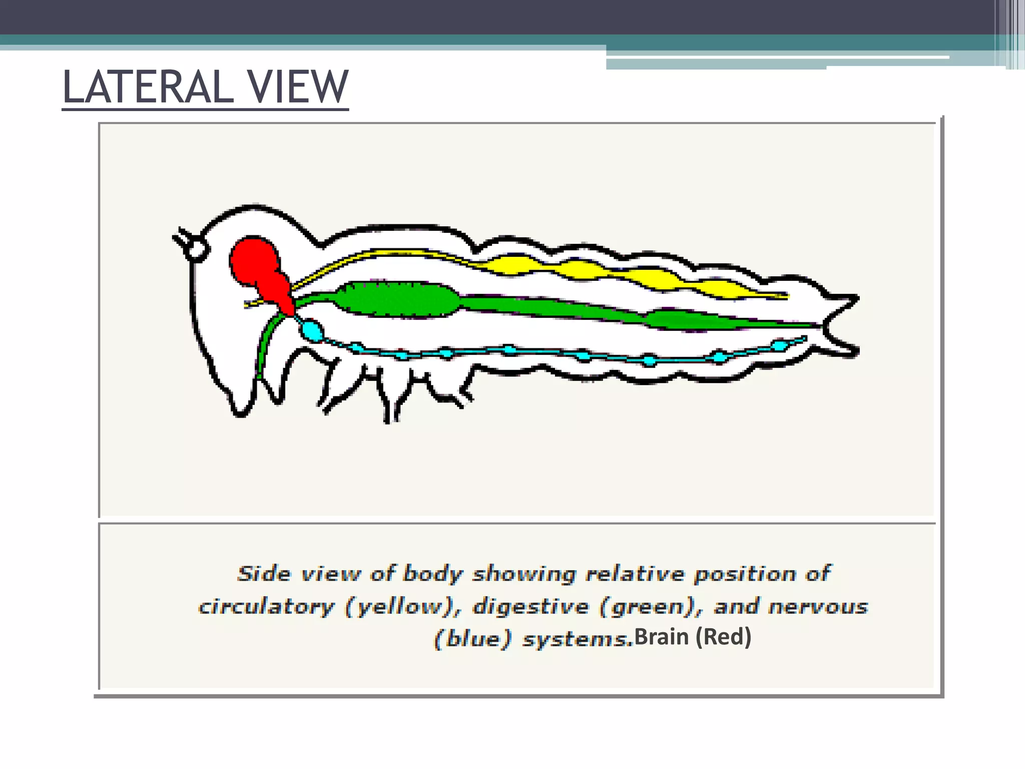 Nervous circulatory and respiratory systems of insects | PPTX