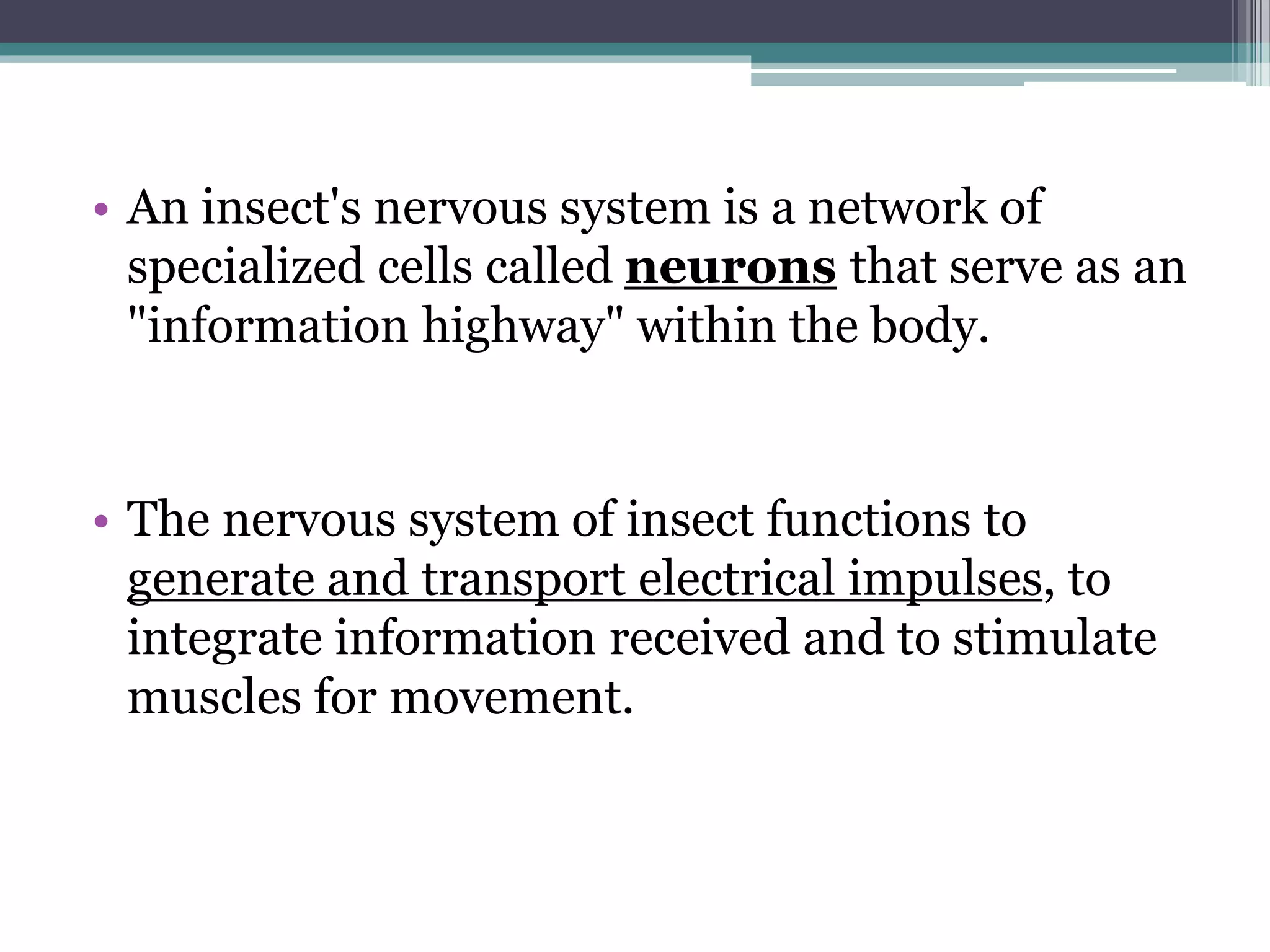 Nervous circulatory and respiratory systems of insects | PPTX