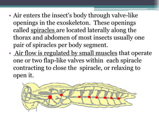 Nervous circulatory and respiratory systems of insects | PPTX