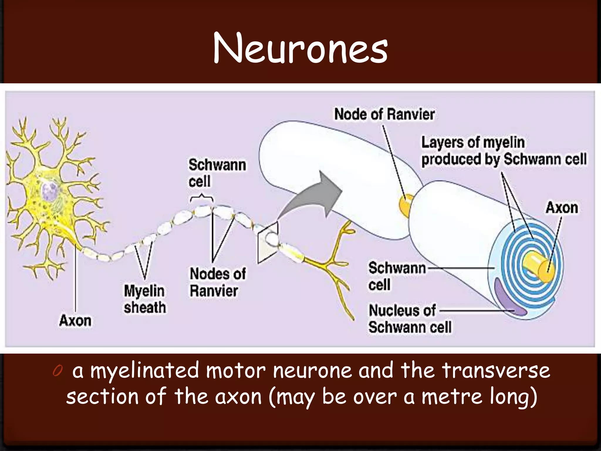 Nervous Communication Microscope Slides | PPTX