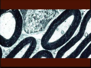 Nervous Communication Microscope Slides | PPTX