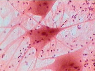Nervous Communication Microscope Slides | PPTX