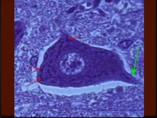 Nervous Communication Microscope Slides | PPTX