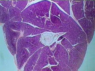 Nervous Communication Microscope Slides | PPTX