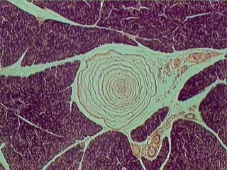 Nervous Communication Microscope Slides | PPTX