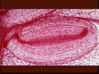Nervous Communication Microscope Slides | PPTX