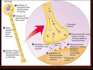 Nervous Communication Microscope Slides | PPTX