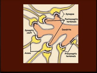 Nervous Communication Microscope Slides | PPTX