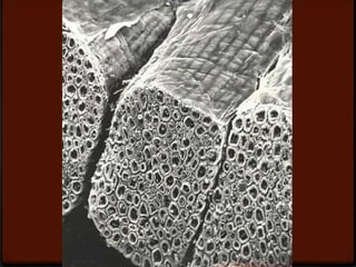 Nervous Communication Microscope Slides | PPTX