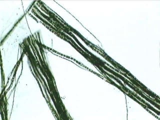 Nervous Communication Microscope Slides | PPTX