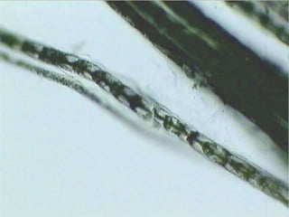 Nervous Communication Microscope Slides | PPTX