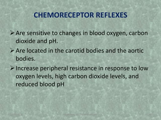 Nervous control of blood vessels regulation of arterial pressure | PPT