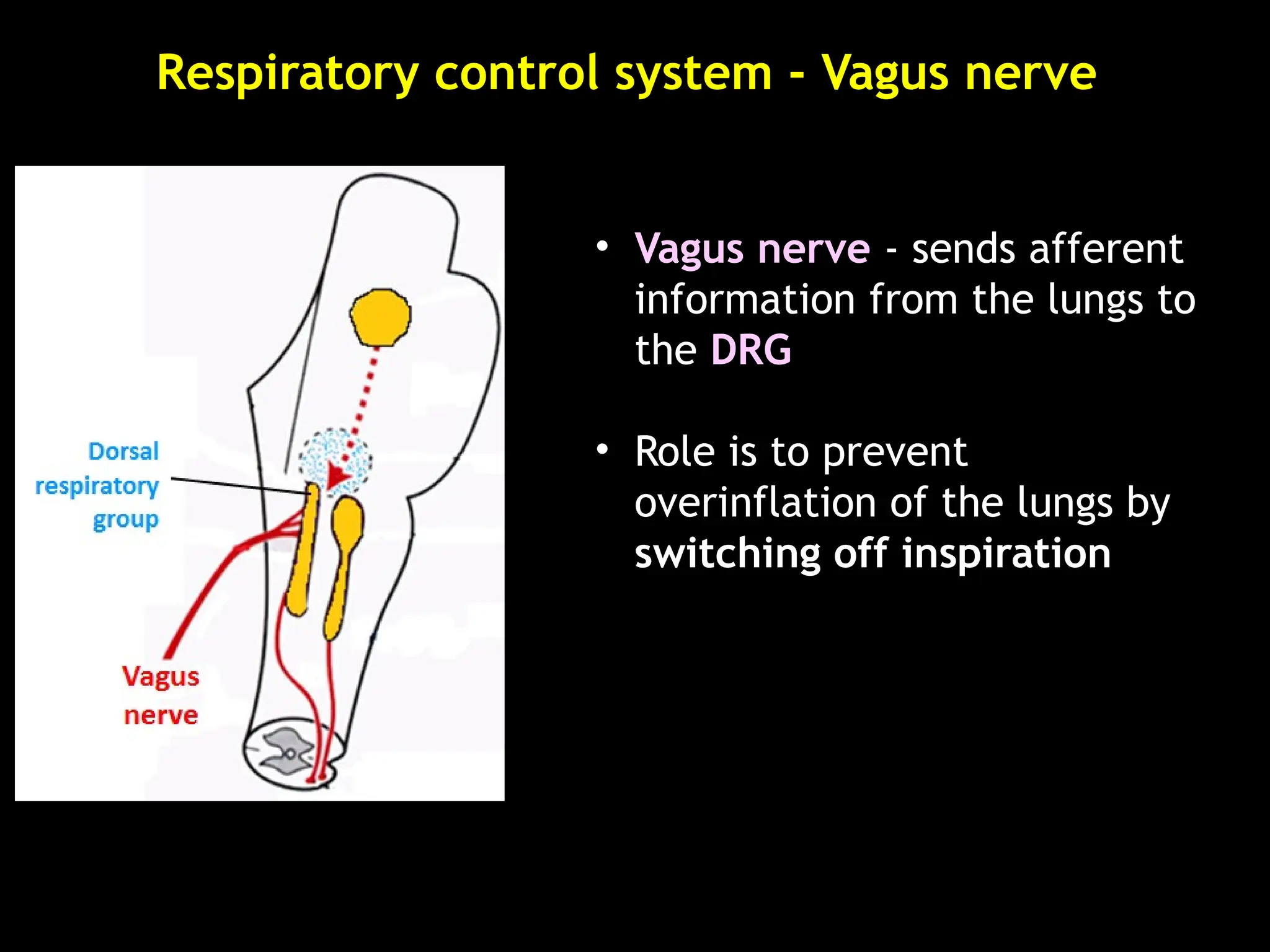 Nervous control of ventilation- key nerves and how they control ...