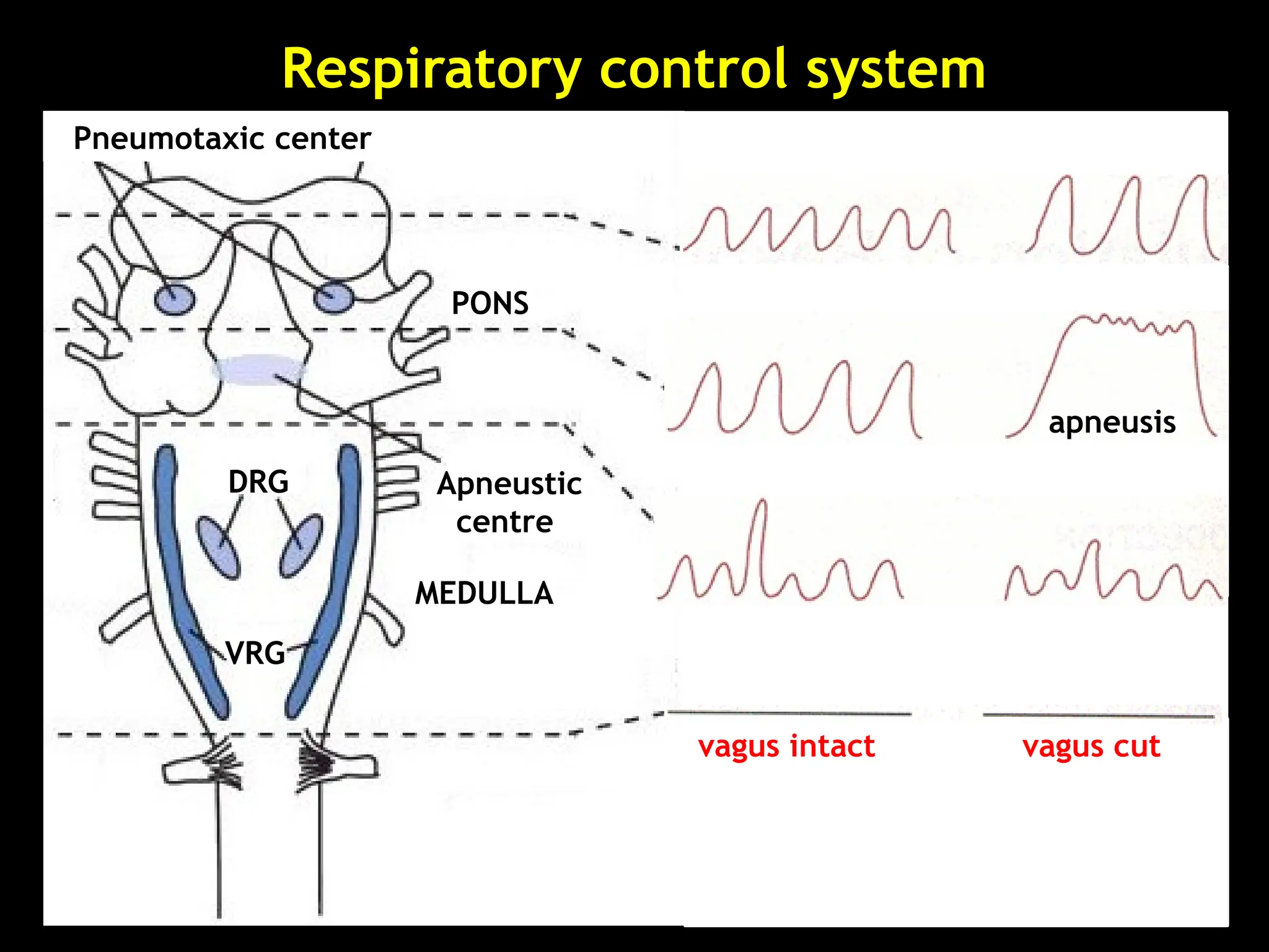 Nervous control of ventilation- key nerves and how they control ...
