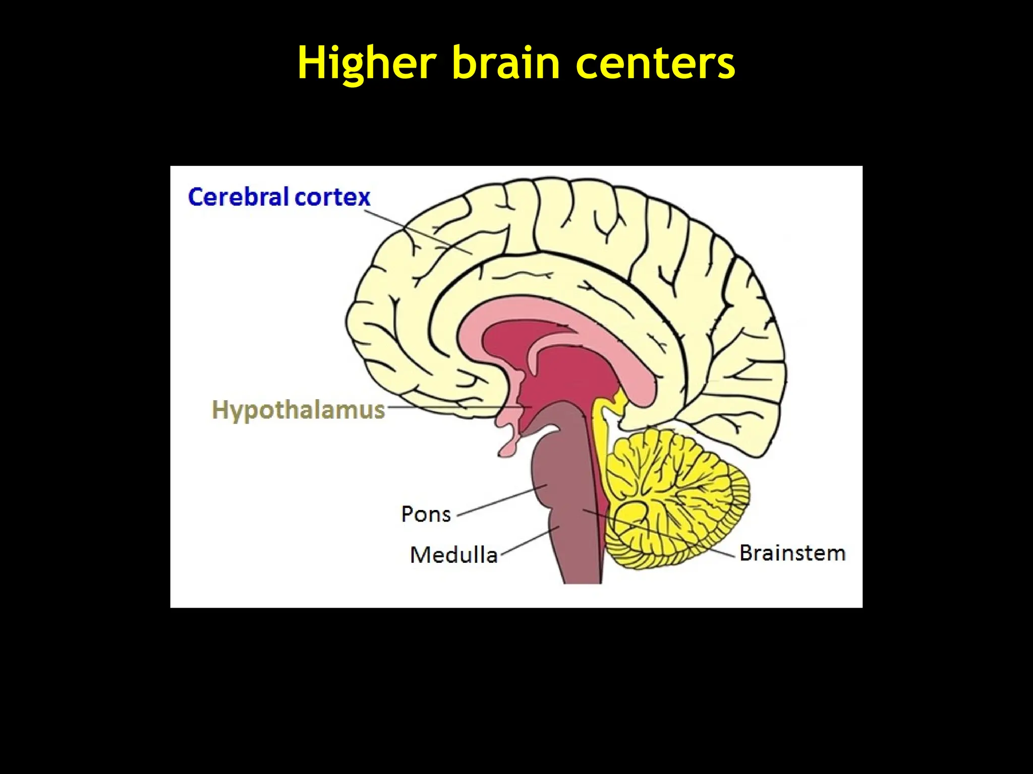 Nervous control of ventilation- key nerves and how they control breathing | PPTX