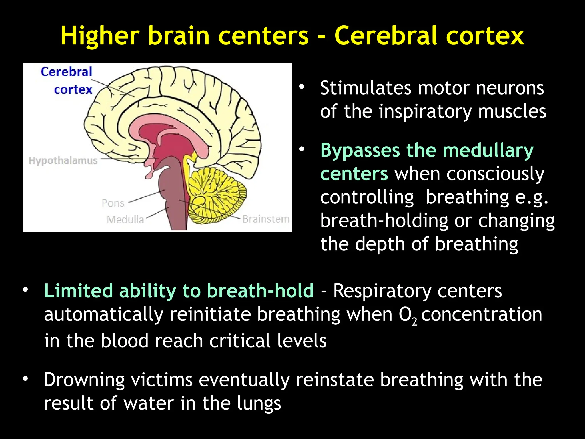 Nervous control of ventilation- key nerves and how they control ...