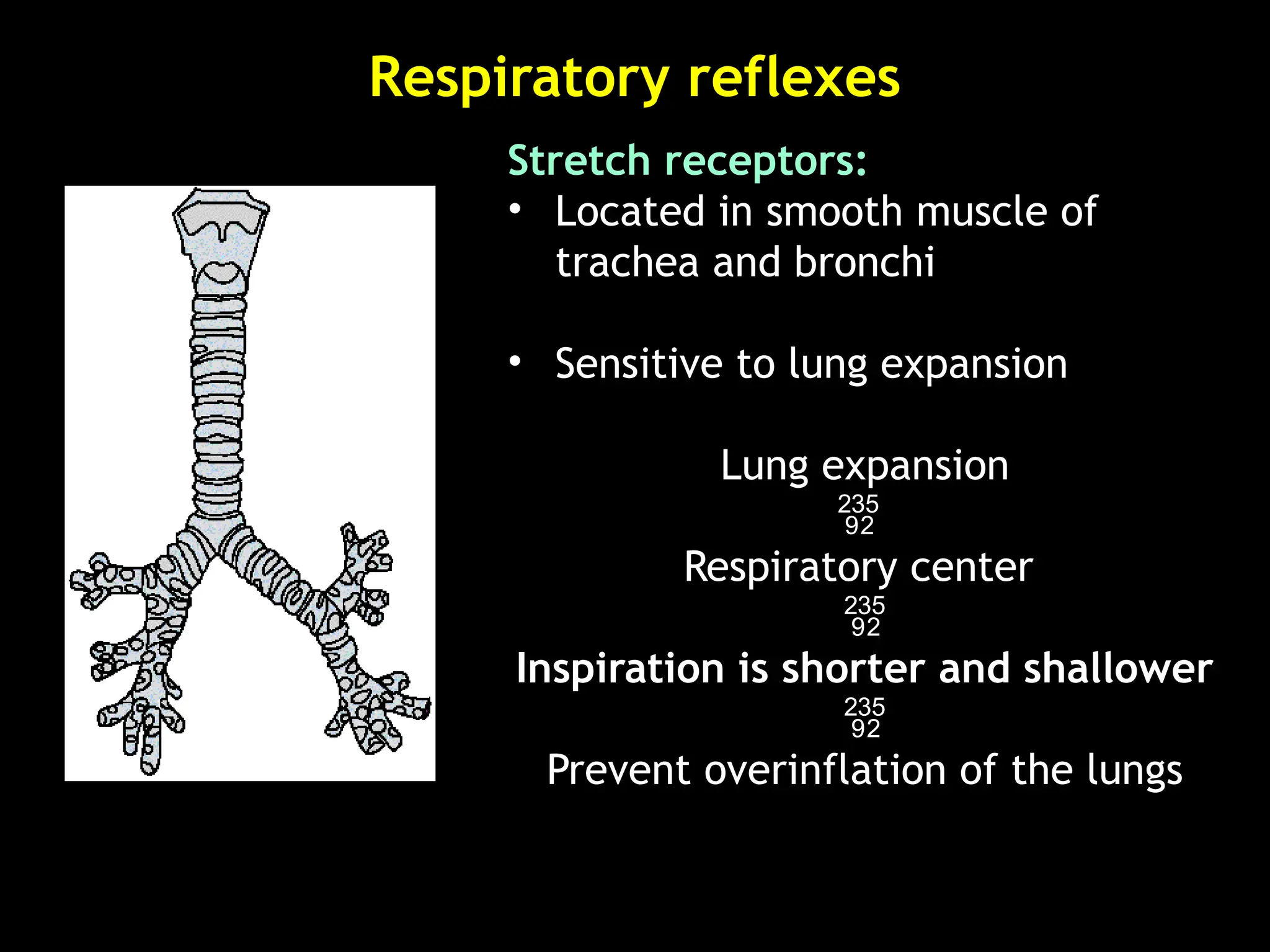 Nervous control of ventilation- key nerves and how they control ...