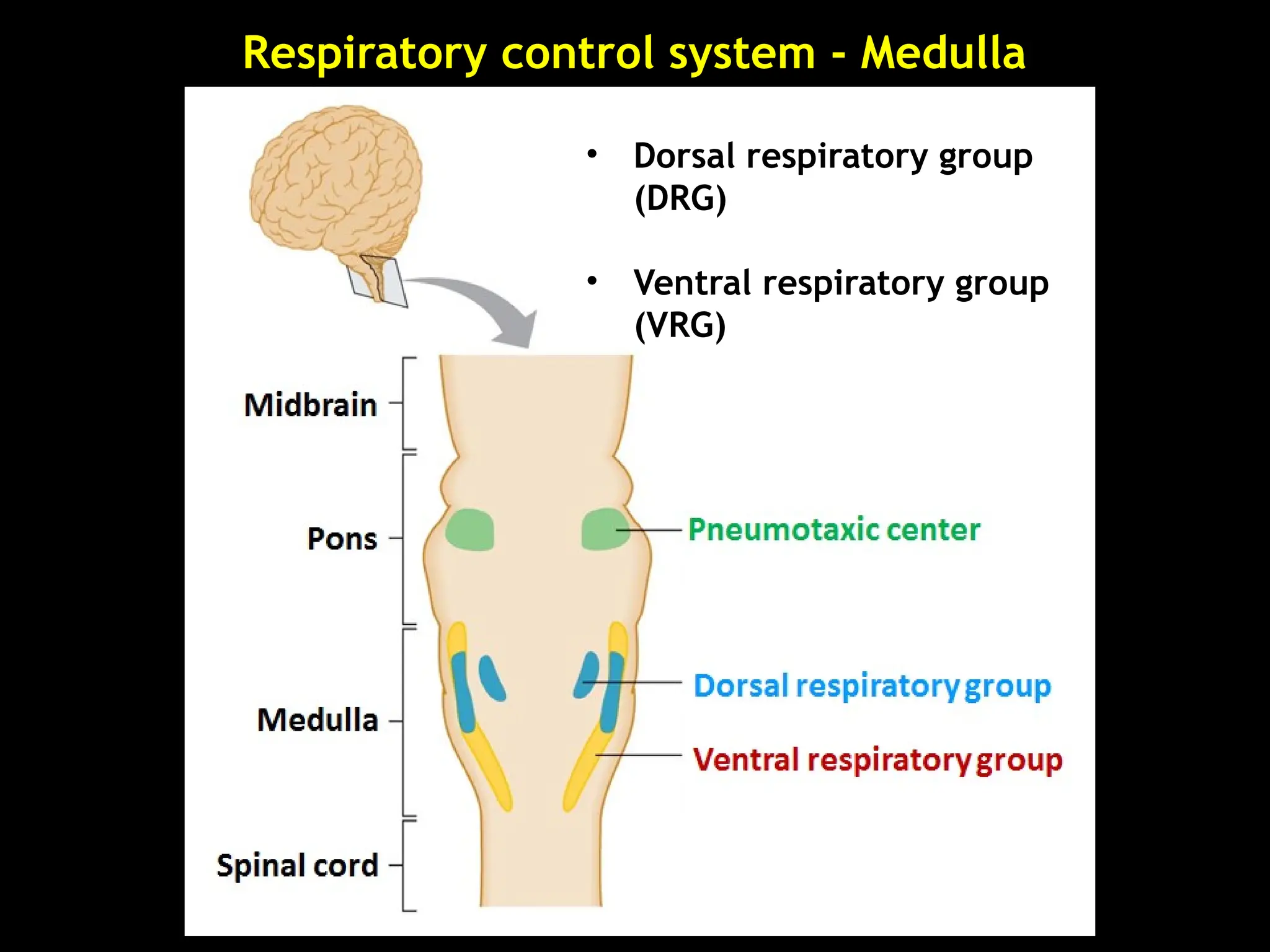 Nervous control of ventilation- key nerves and how they control ...