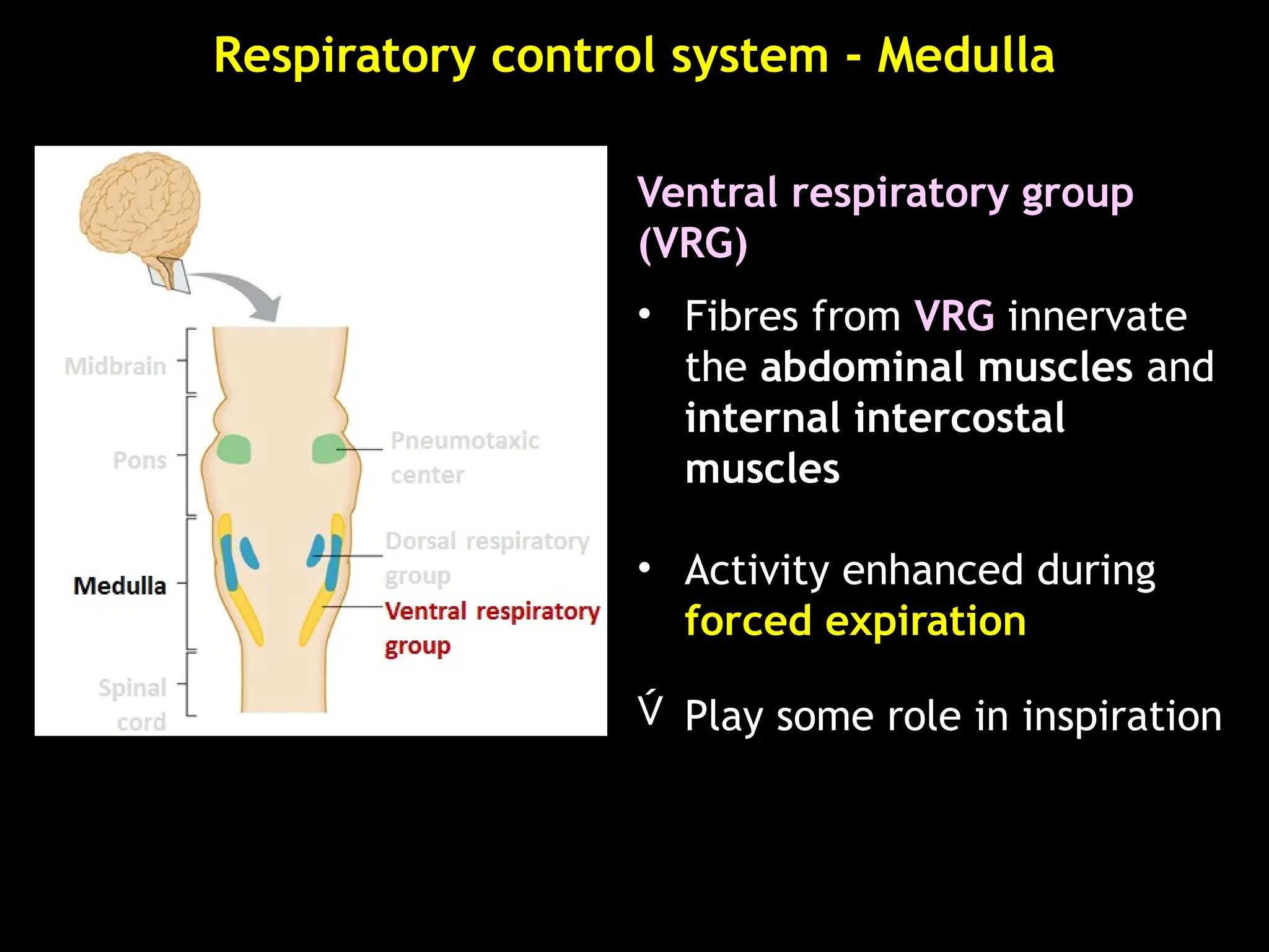 Nervous control of ventilation- key nerves and how they control ...