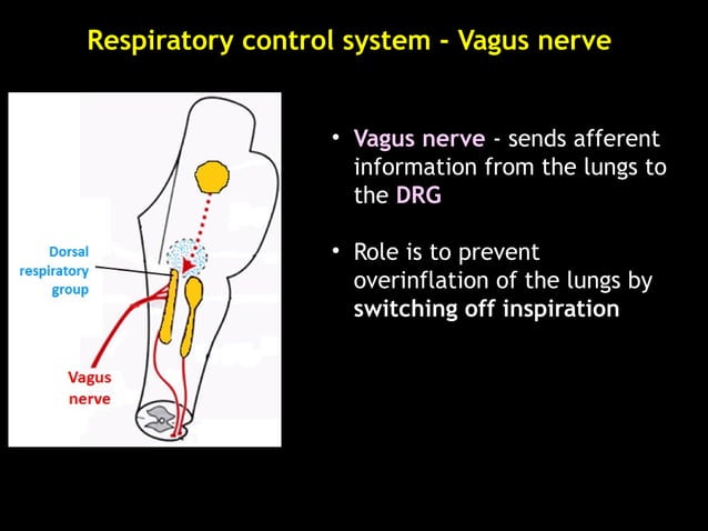 Nervous control of ventilation- key nerves and how they control ...