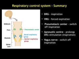 Nervous control of ventilation- key nerves and how they control ...