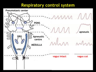 Nervous control of ventilation- key nerves and how they control ...