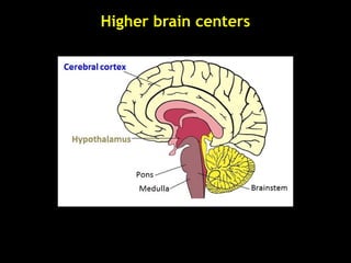Nervous control of ventilation- key nerves and how they control ...