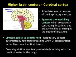 Nervous control of ventilation- key nerves and how they control ...