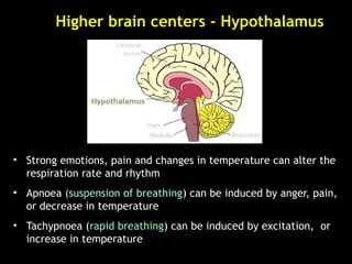 Nervous control of ventilation- key nerves and how they control ...
