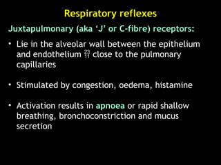 Nervous control of ventilation- key nerves and how they control ...