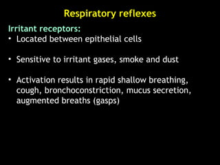 Nervous control of ventilation- key nerves and how they control ...
