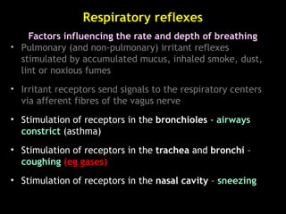 Nervous control of ventilation- key nerves and how they control ...