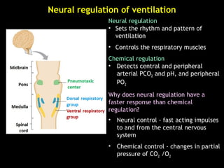 Nervous control of ventilation- key nerves and how they control breathing | PPTX