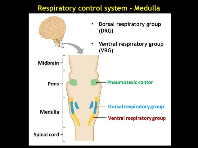 Nervous control of ventilation- key nerves and how they control ...