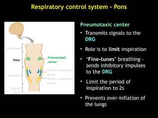 Nervous control of ventilation- key nerves and how they control ...