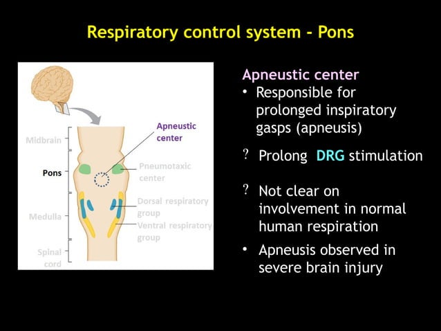 Nervous control of ventilation- key nerves and how they control ...