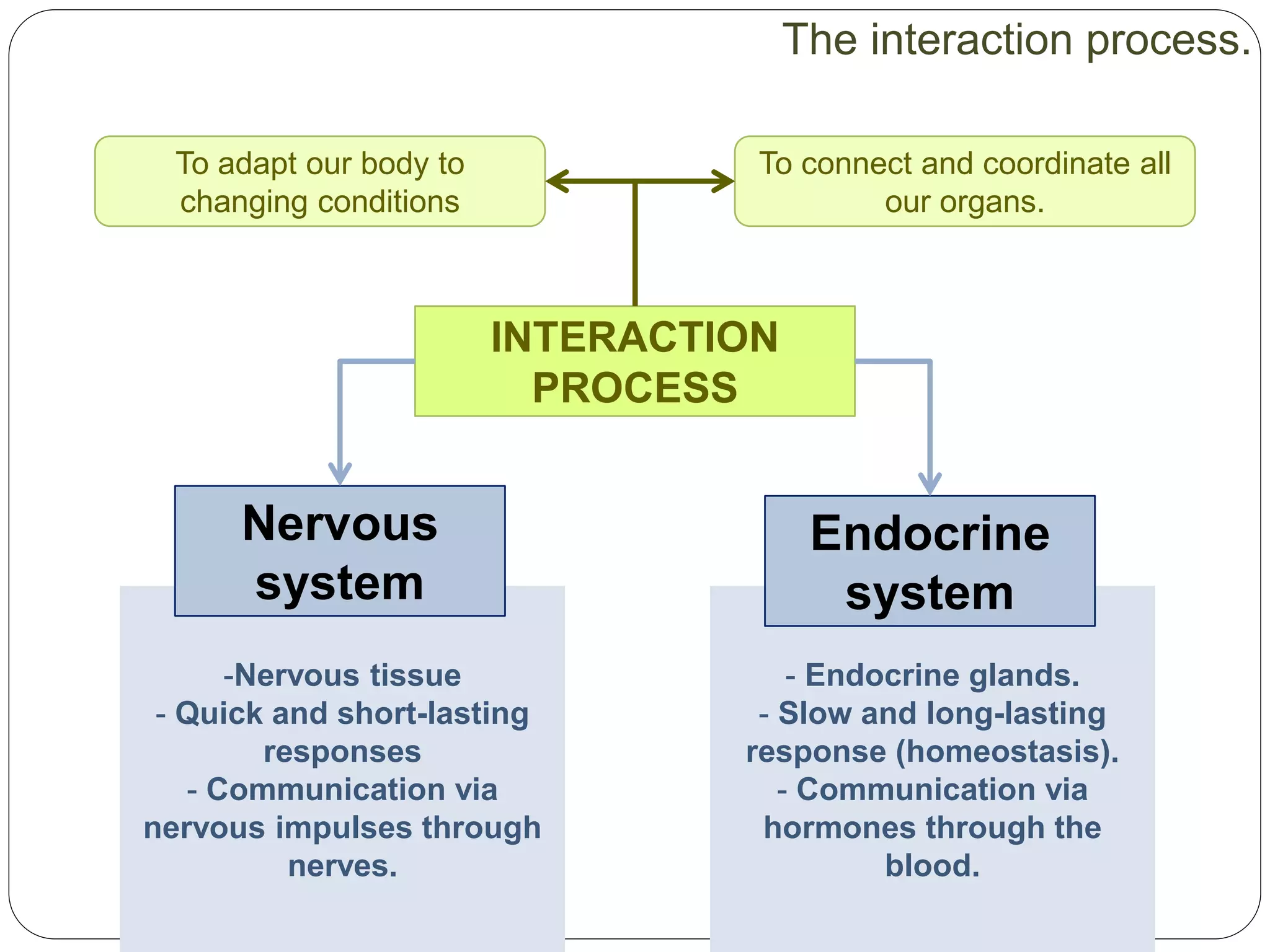 Nervous and endocrine systems. | PPTX